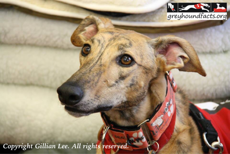Off to the Races – Greyhound Facts