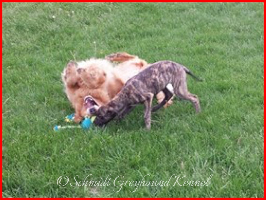 On the Farm – Greyhound Facts