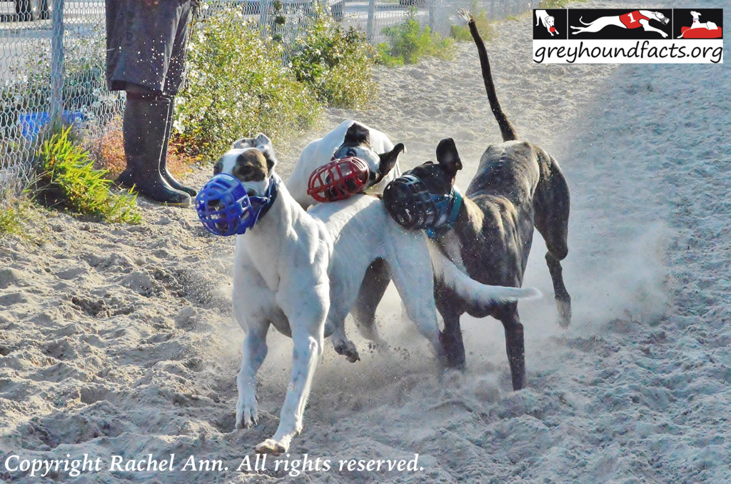 Kennel Life – Greyhound Facts