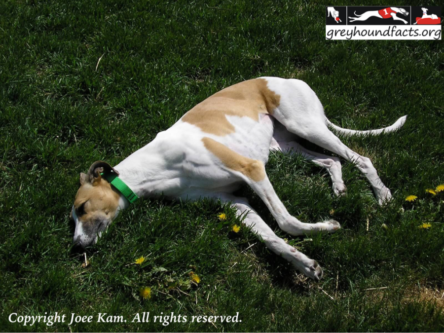 Service and Therapy Dogs – Greyhound Facts