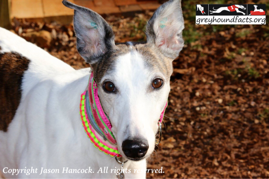 Retirement – Greyhound Facts