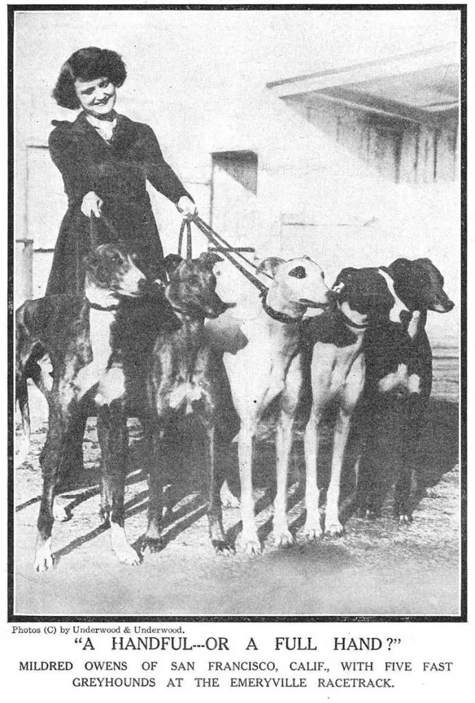 Myths Busted – Greyhound Facts